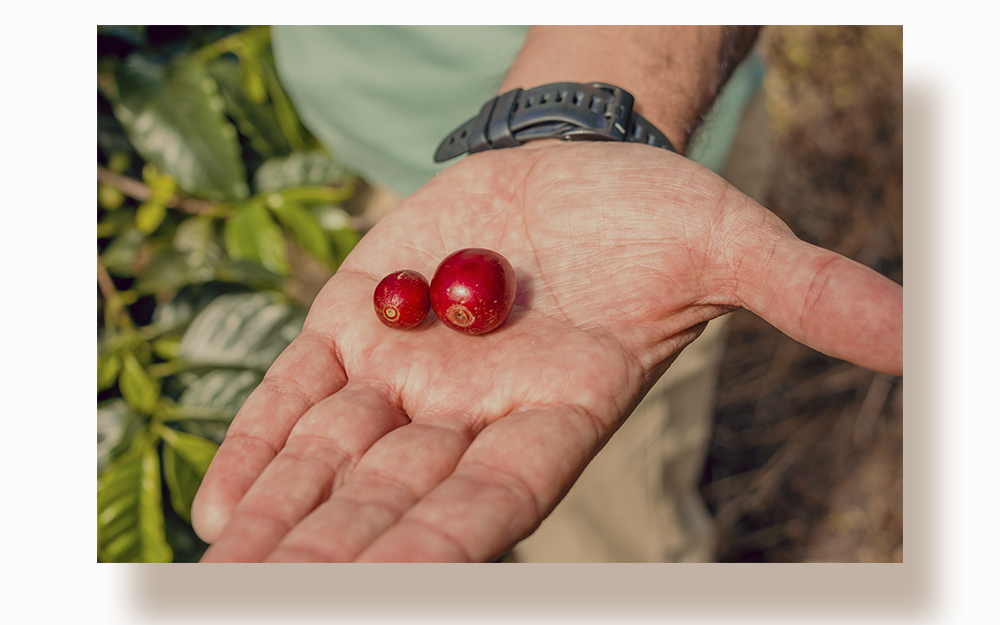 El Injerto Farm – Exotic farm-grown coffee directly from Guatemala ...